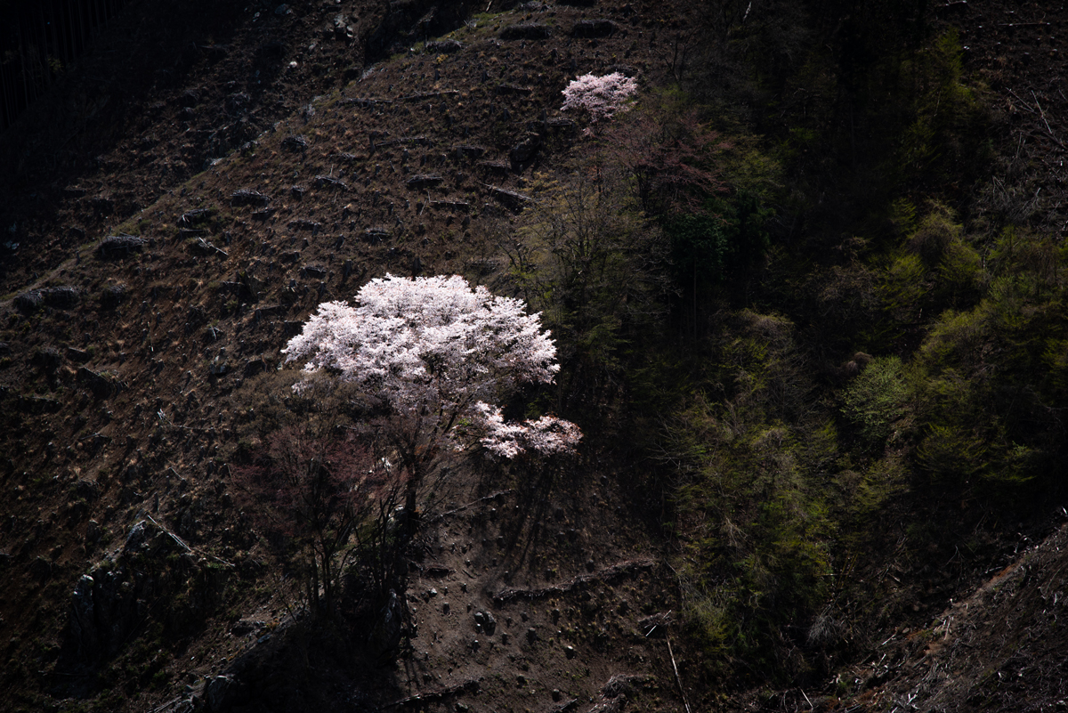 急な斜面に立つ二本の桜の木 / Two cherry trees standing on a steep slope – Yutaka S ...